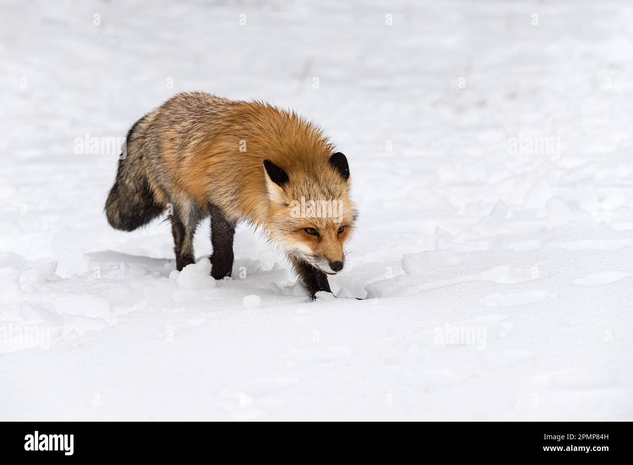 Red Fox (Vulpes vulpes) Moves Right Ears Back Winter - captive animal ...