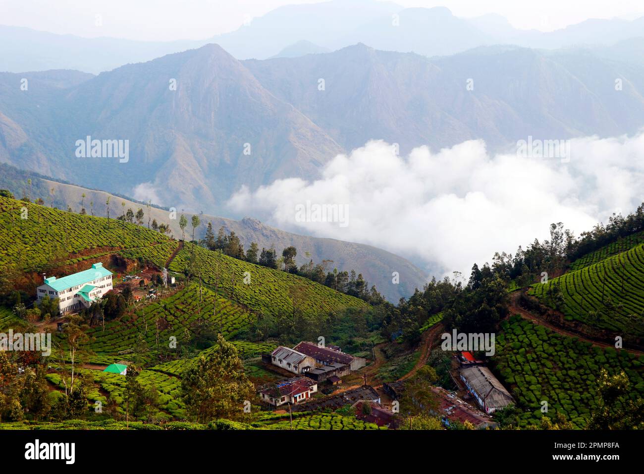 beautiful tea garden with misty mountain valley in munnar kerala Stock ...