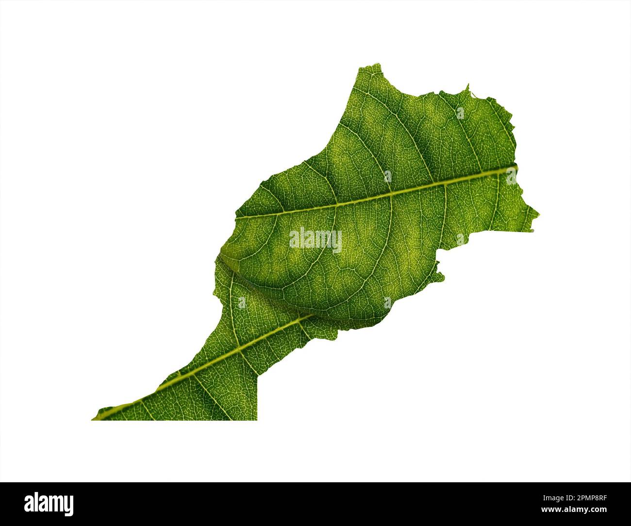 An illustration of a green leaf in a shape of a map isolated on the ...