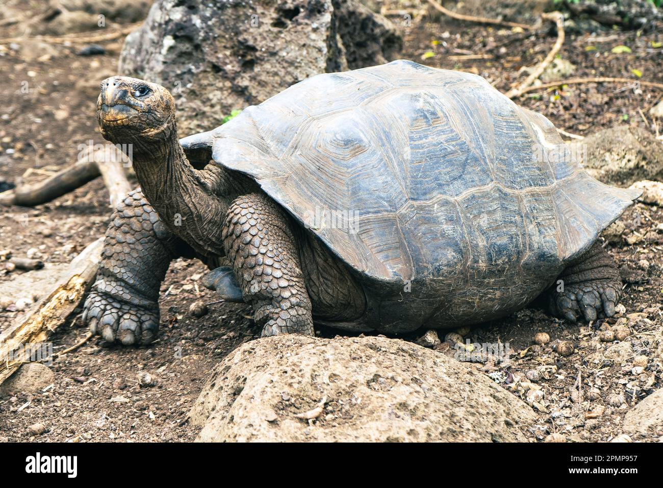 Galápagos Islands endangered Giant tortoises in their natural ...