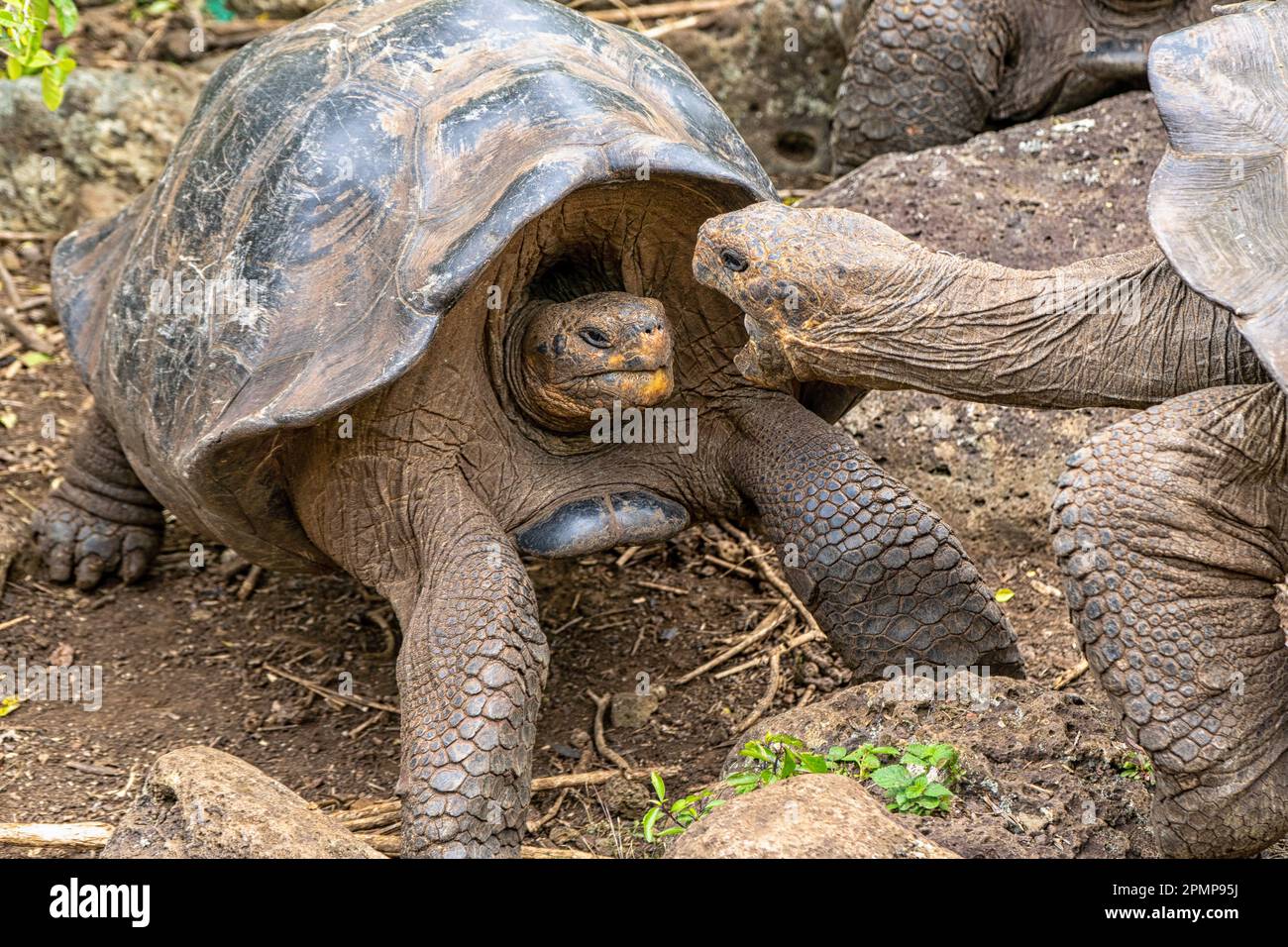 Galápagos Islands endangered Giant tortoises in their natural ...