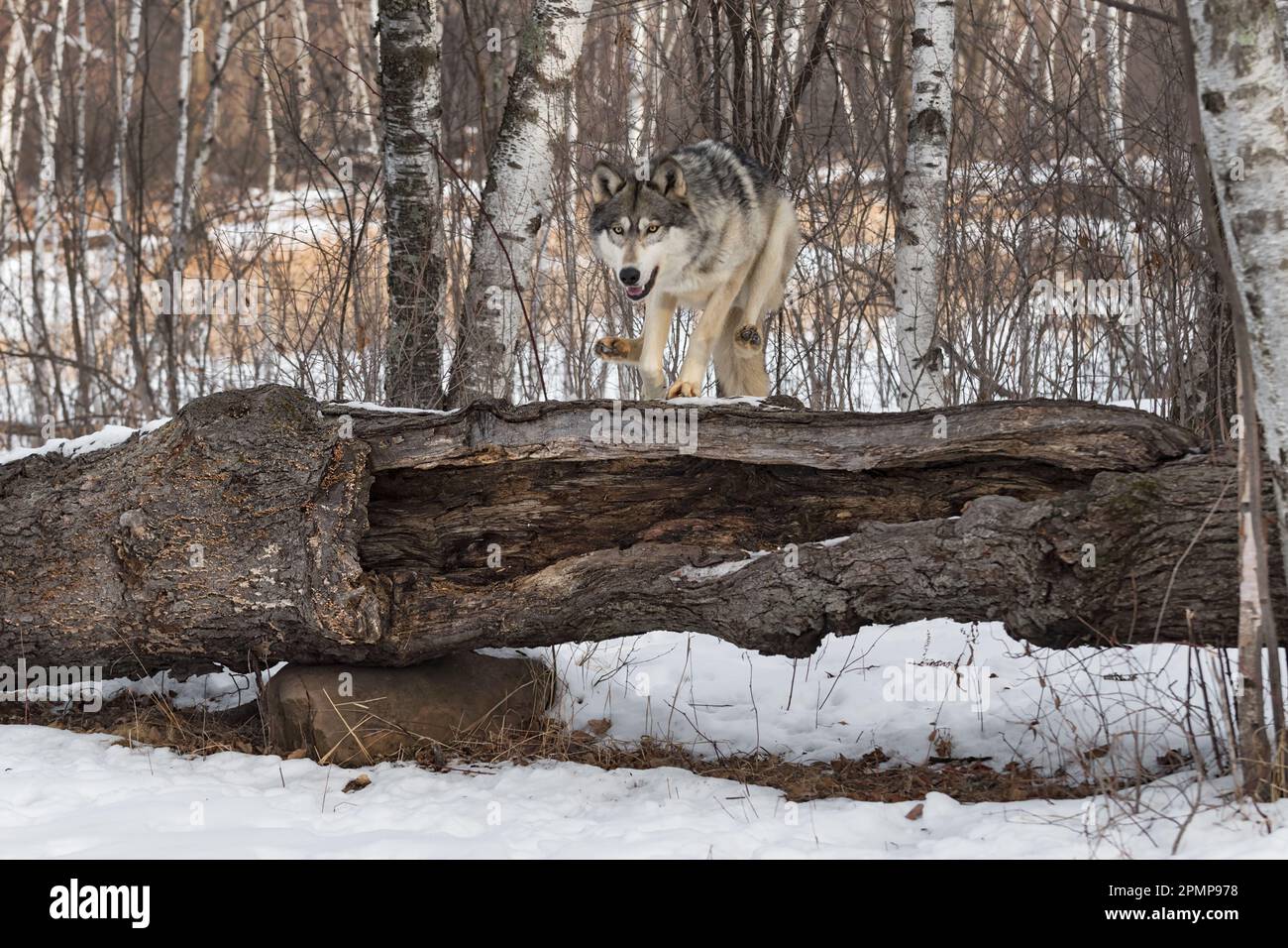 Grey Wolf (Canis lupus) Leaps Over Log Back Feet Up Winter - captive ...