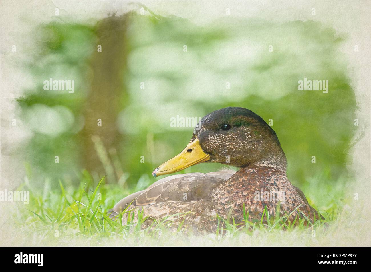 A digital watercolour painting of a female mallard dabbling duck, anas ...