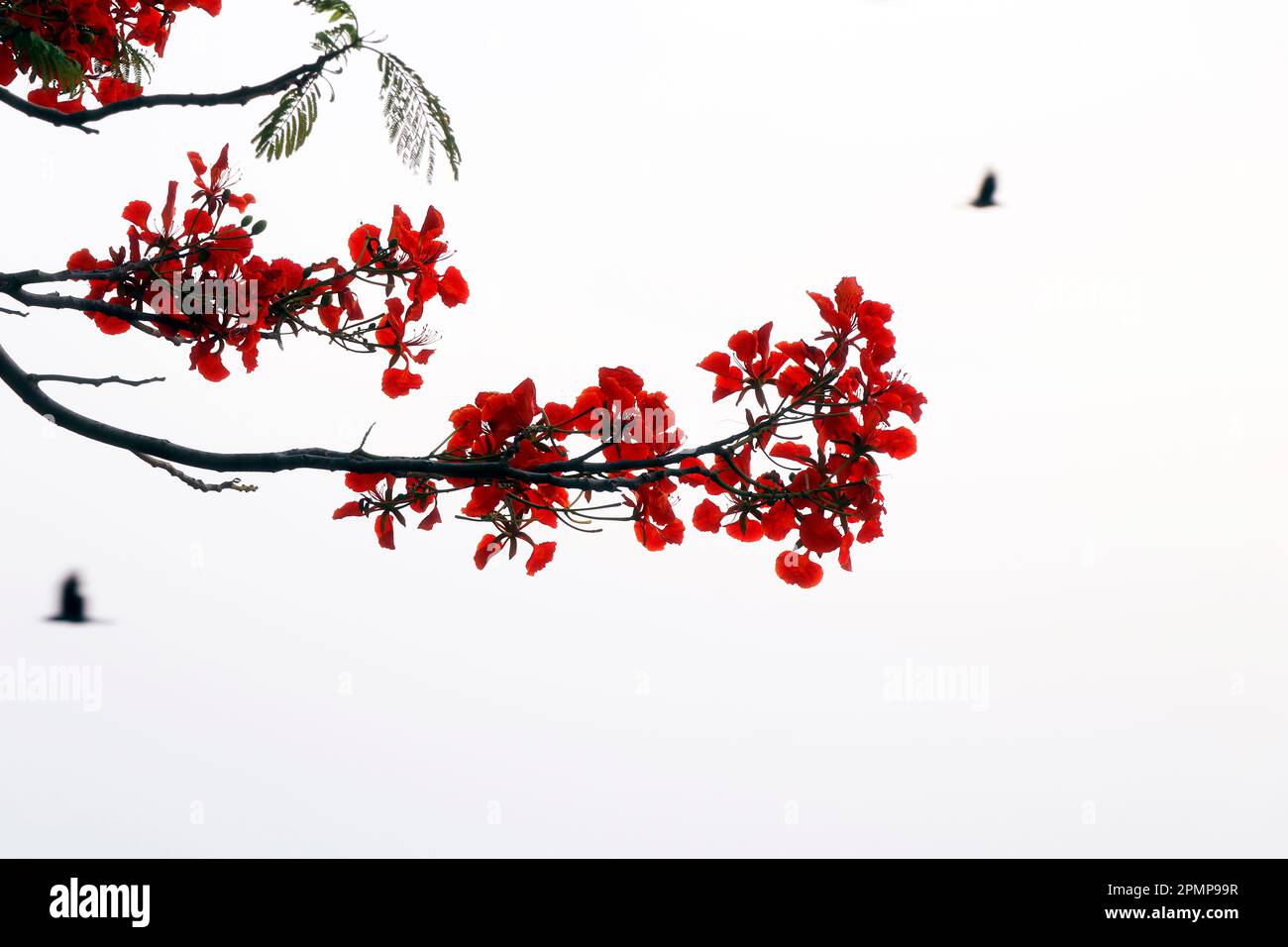 red flame tree flowers isolated with white background Stock Photo - Alamy