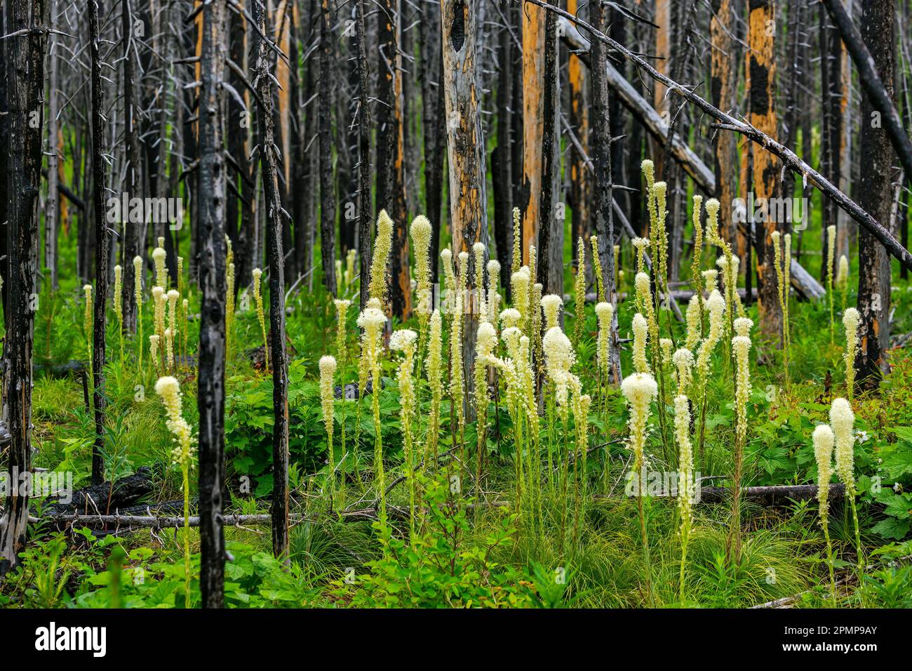 Re-growth of a grouping of Bear Grass (Xerophyllum tenax) in a lush ...