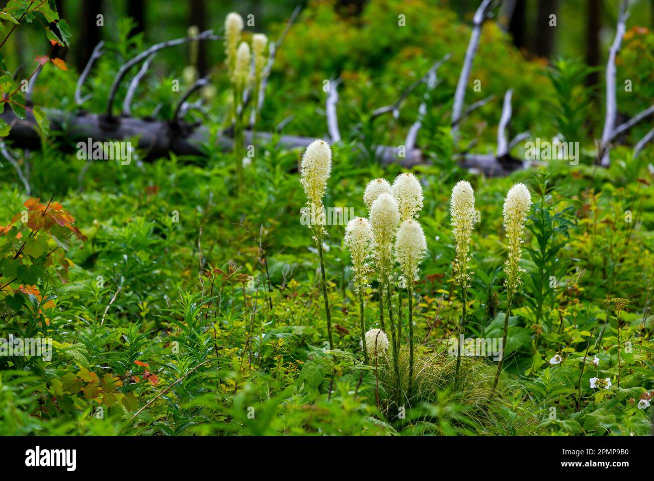 Grouping of Bear Grass (Xerophyllum tenax) in a lush green undergrowth of a forest; Waterton ...