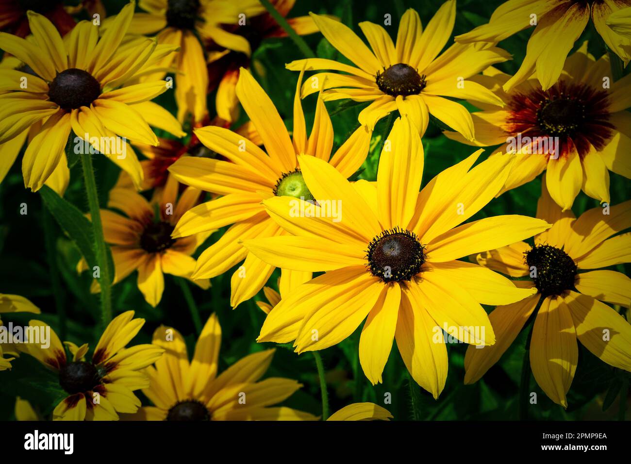 Rudbeckia triloba hi-res stock photography and images - Alamy