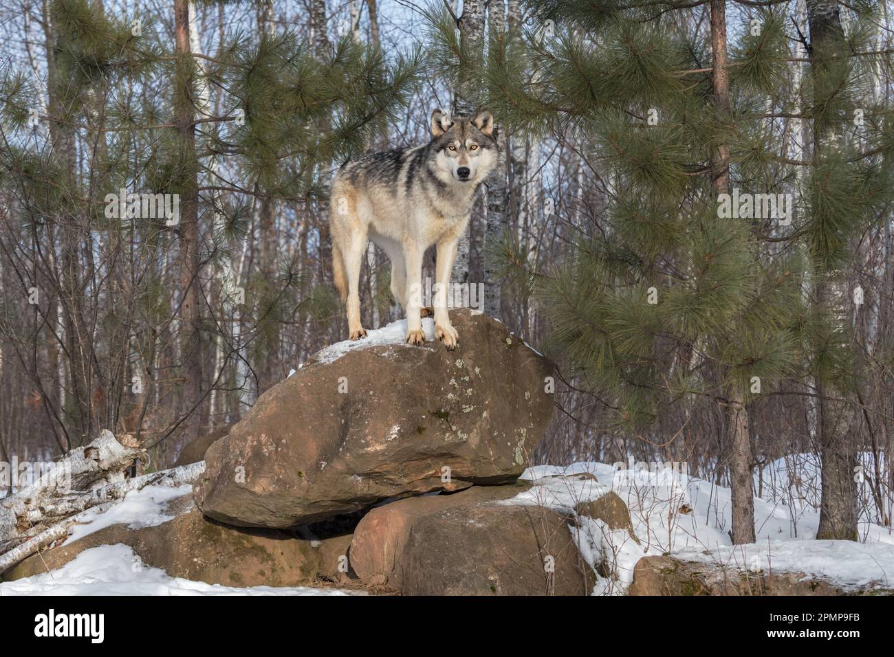 Gray wolf den winter hi-res stock photography and images - Alamy