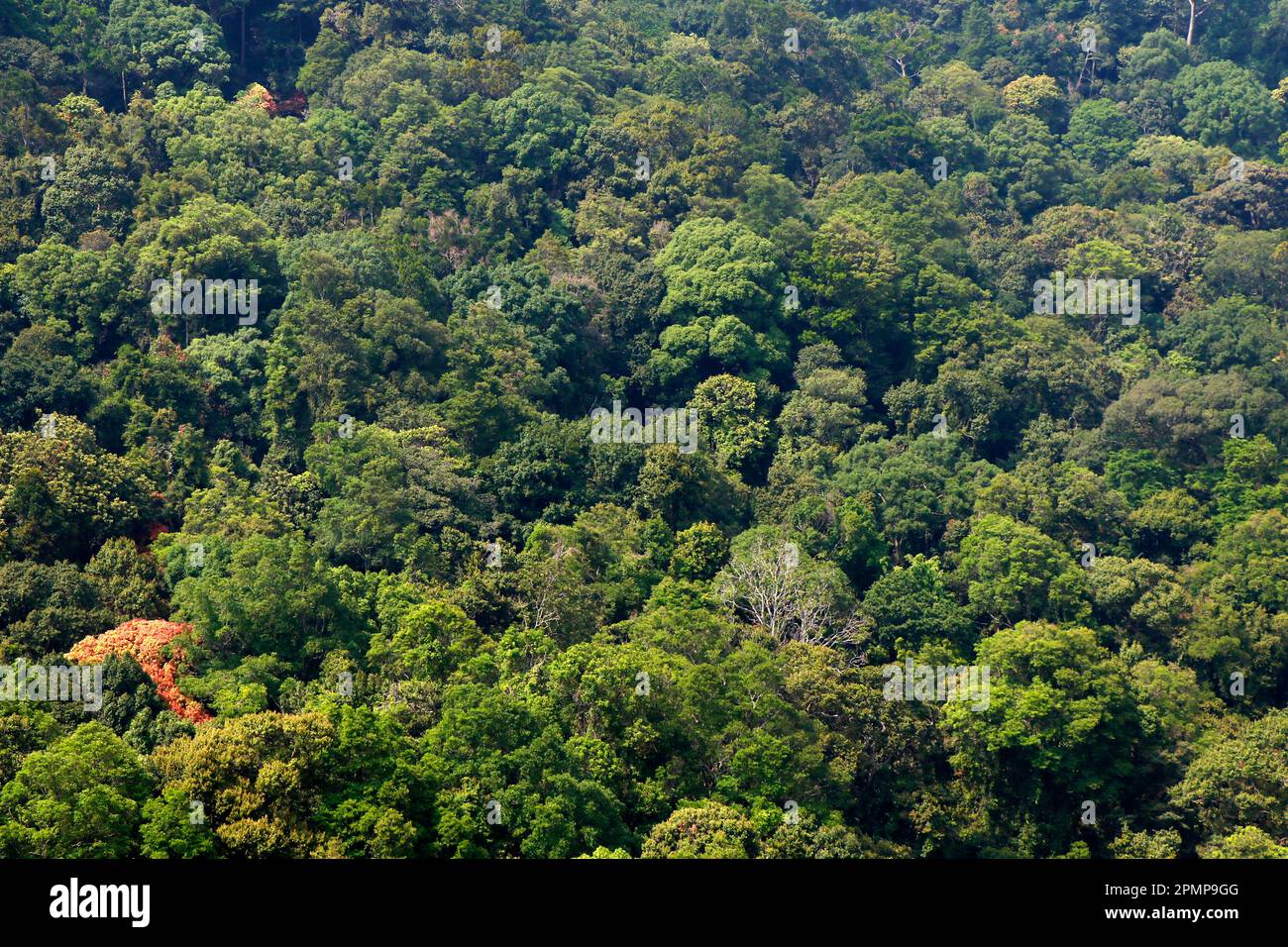 beautiful rain forest view from top in kerala india western ghats Stock ...