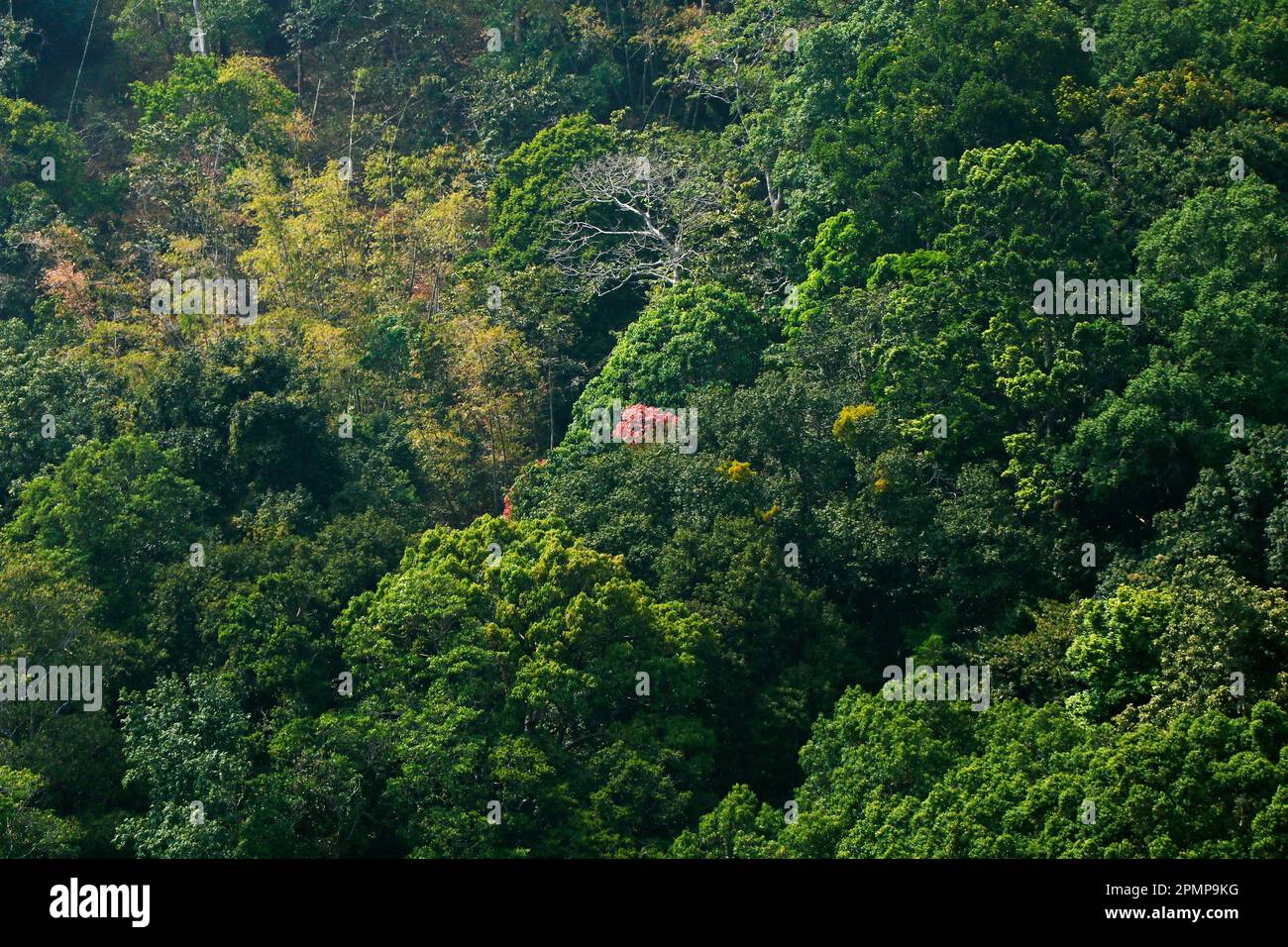 beautiful rain forest view from top in kerala india western ghats Stock ...