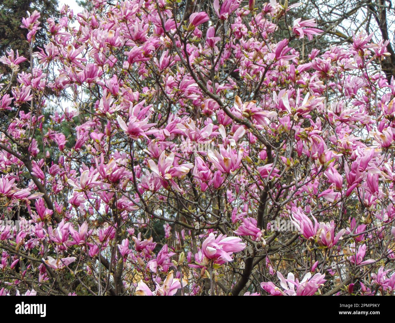 Flowering magnolia tree in the spring - in Romania Stock Photo - Alamy