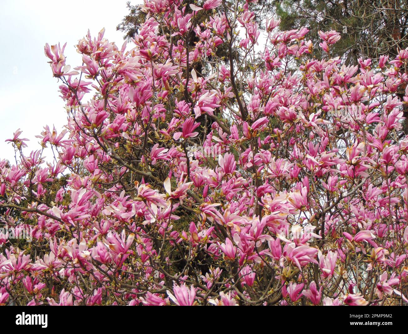 Flowering magnolia tree in the spring - in Romania Stock Photo - Alamy