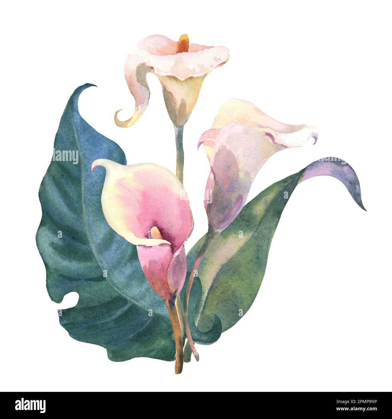 Bouquet of Callas. tropical flowers and leaves watercolor painting ...