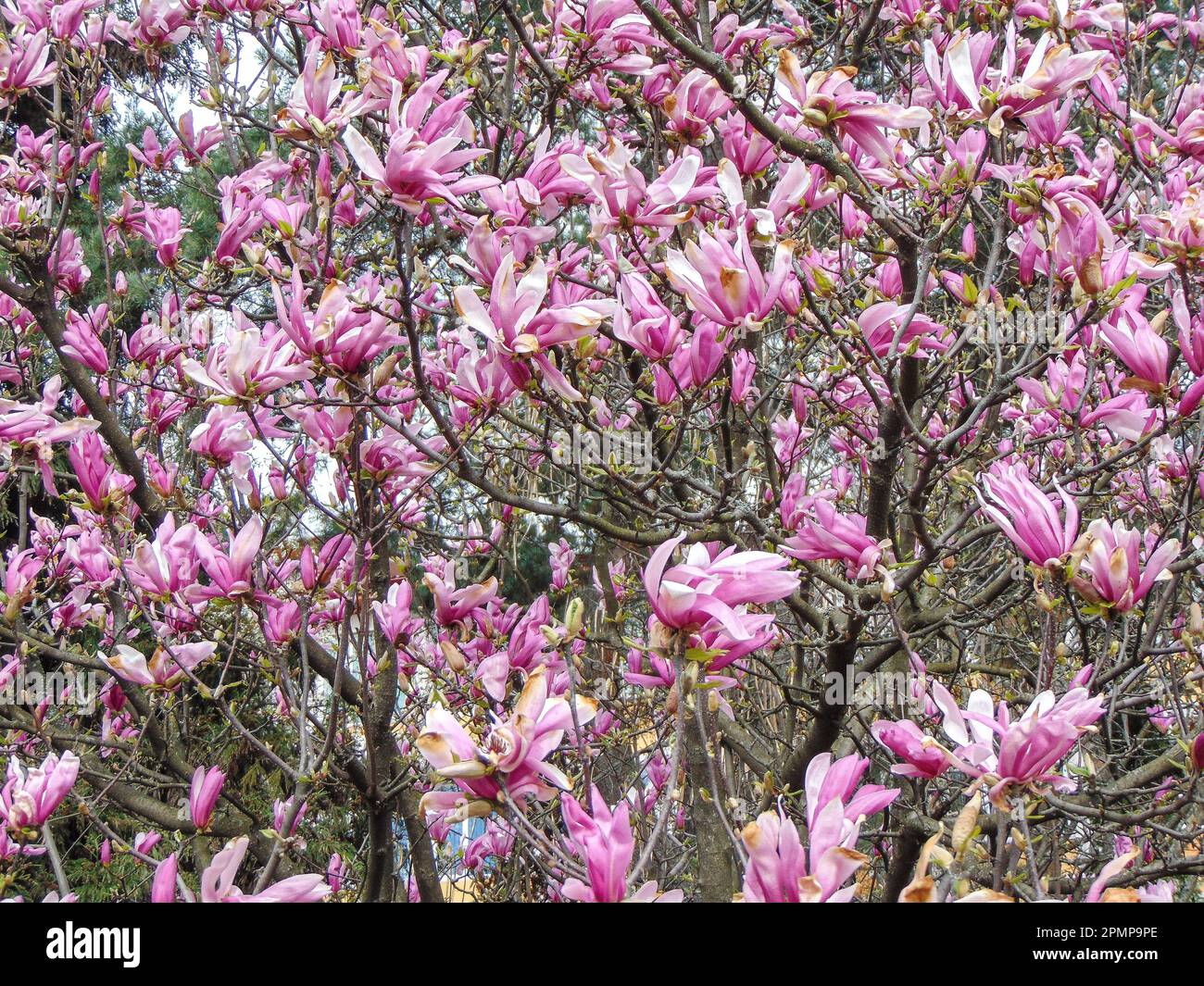 Flowering magnolia tree in the spring - in Romania Stock Photo - Alamy