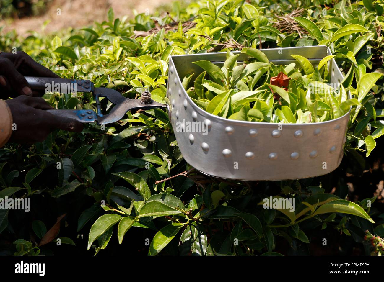 woman cutting young tea leaves in tea garden munnar kerala Stock Photo ...