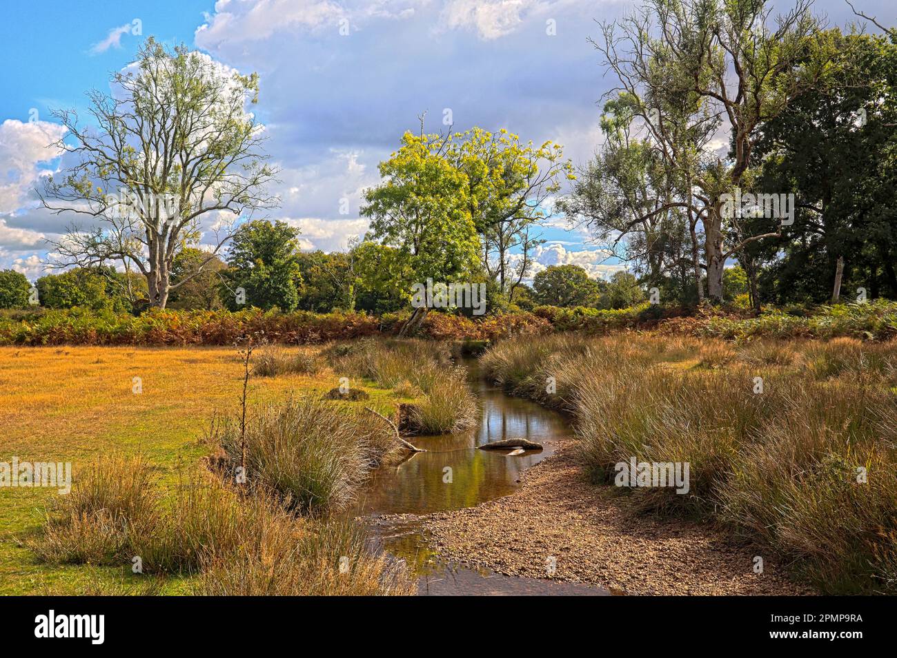 Flechs Water stream during the September 2022 drought in the New Forest ...