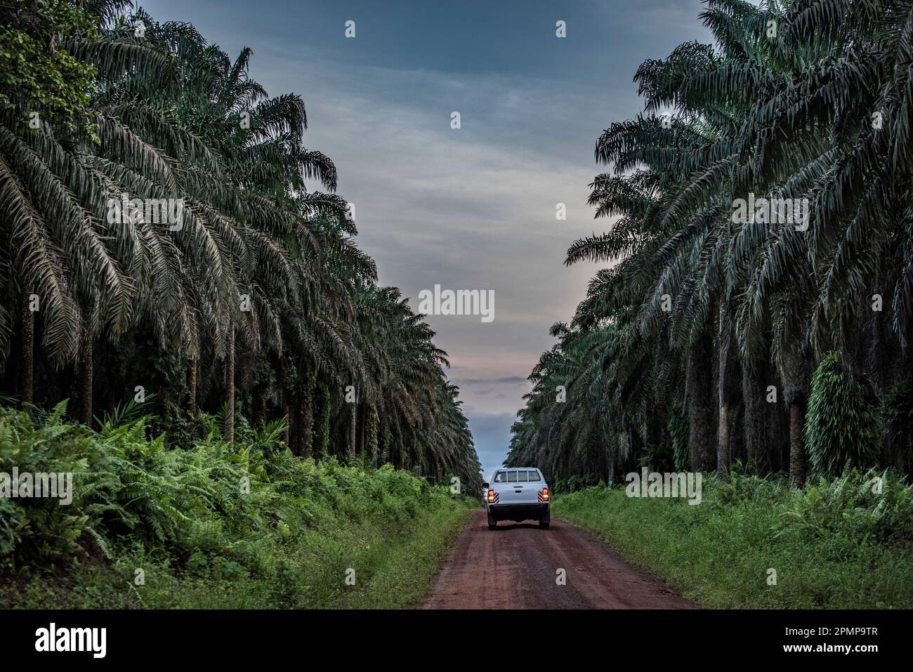 Road along a palm oil plantation near Socapalm in Cameroon. Cameroon is ...