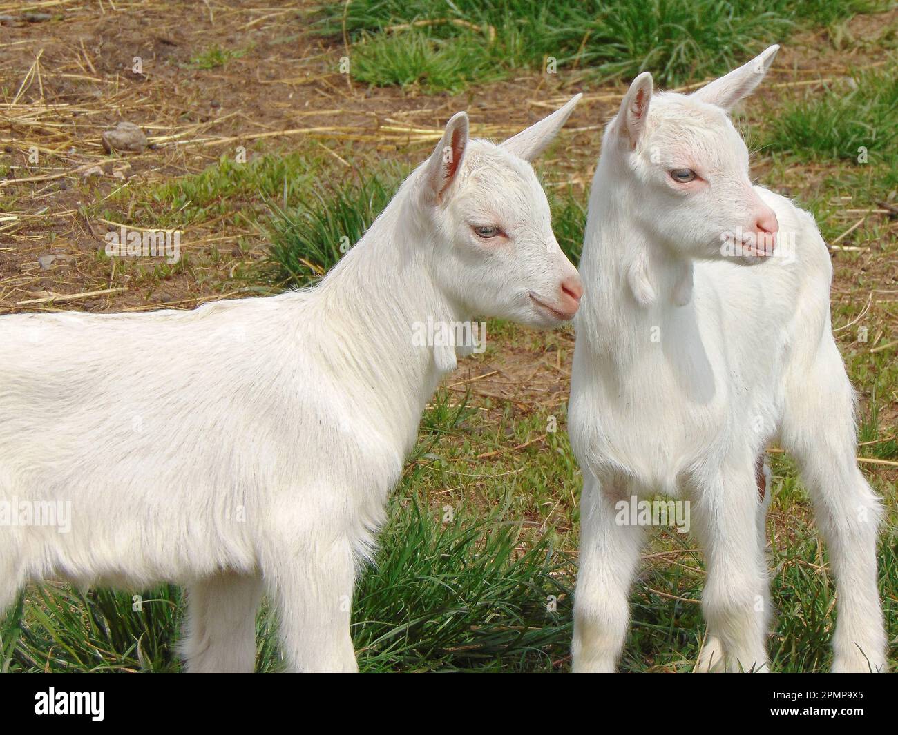 Two white little goats at the farm in Romania Stock Photo - Alamy