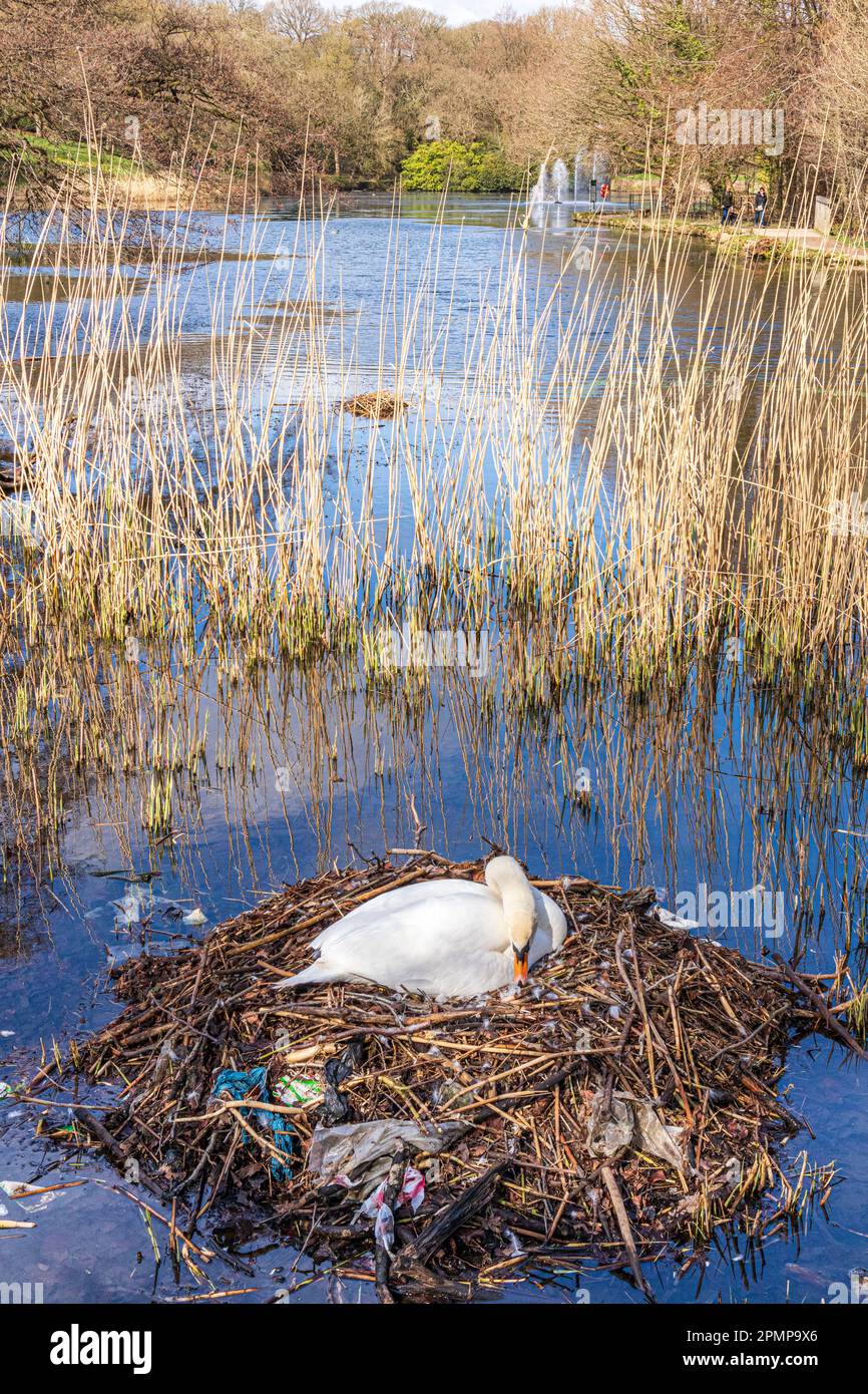 A swan's nest containing plastics and urban litter on the Upper Lake in ...