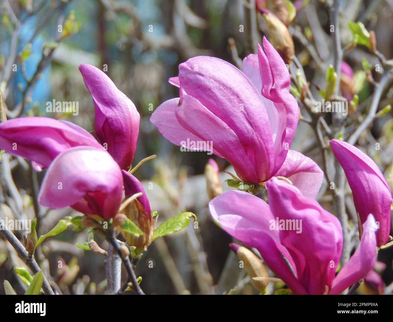 Flowering magnolia tree in the spring - in Romania Stock Photo - Alamy