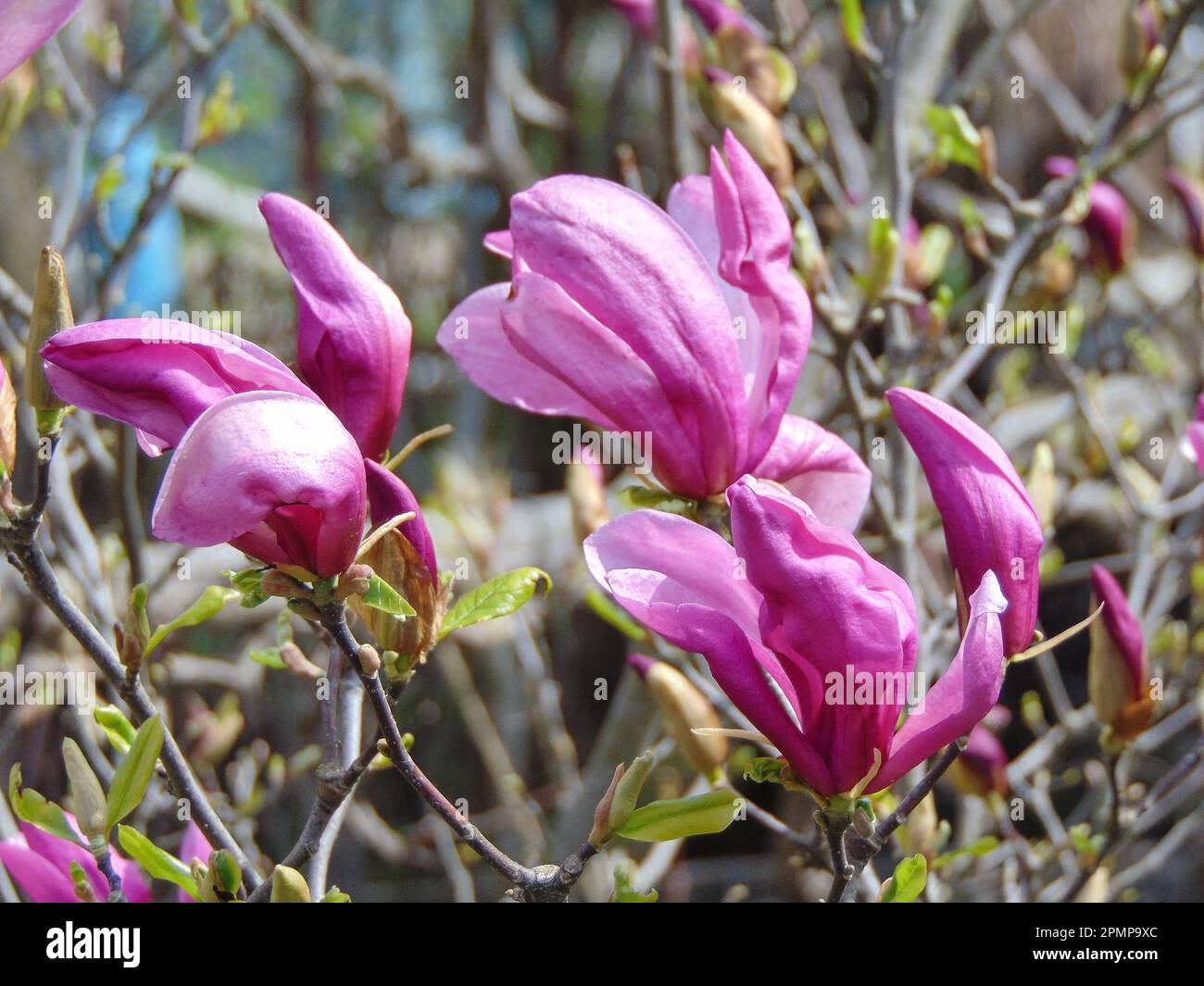 Flowering magnolia tree in the spring - in Romania Stock Photo - Alamy
