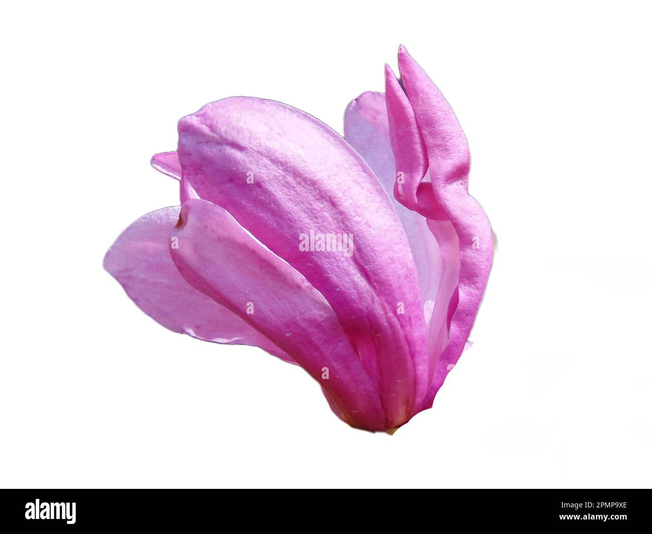 Magnolia grandiflora flower Cut Out Stock Images & Pictures - Alamy