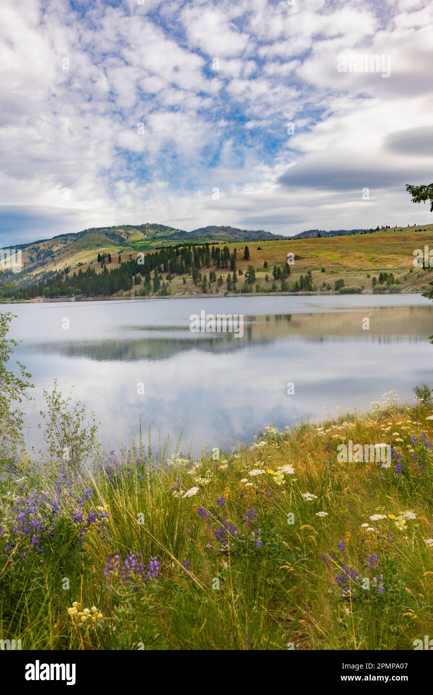 Summer wildflowers and the hills around Conconully Reservoir in central ...