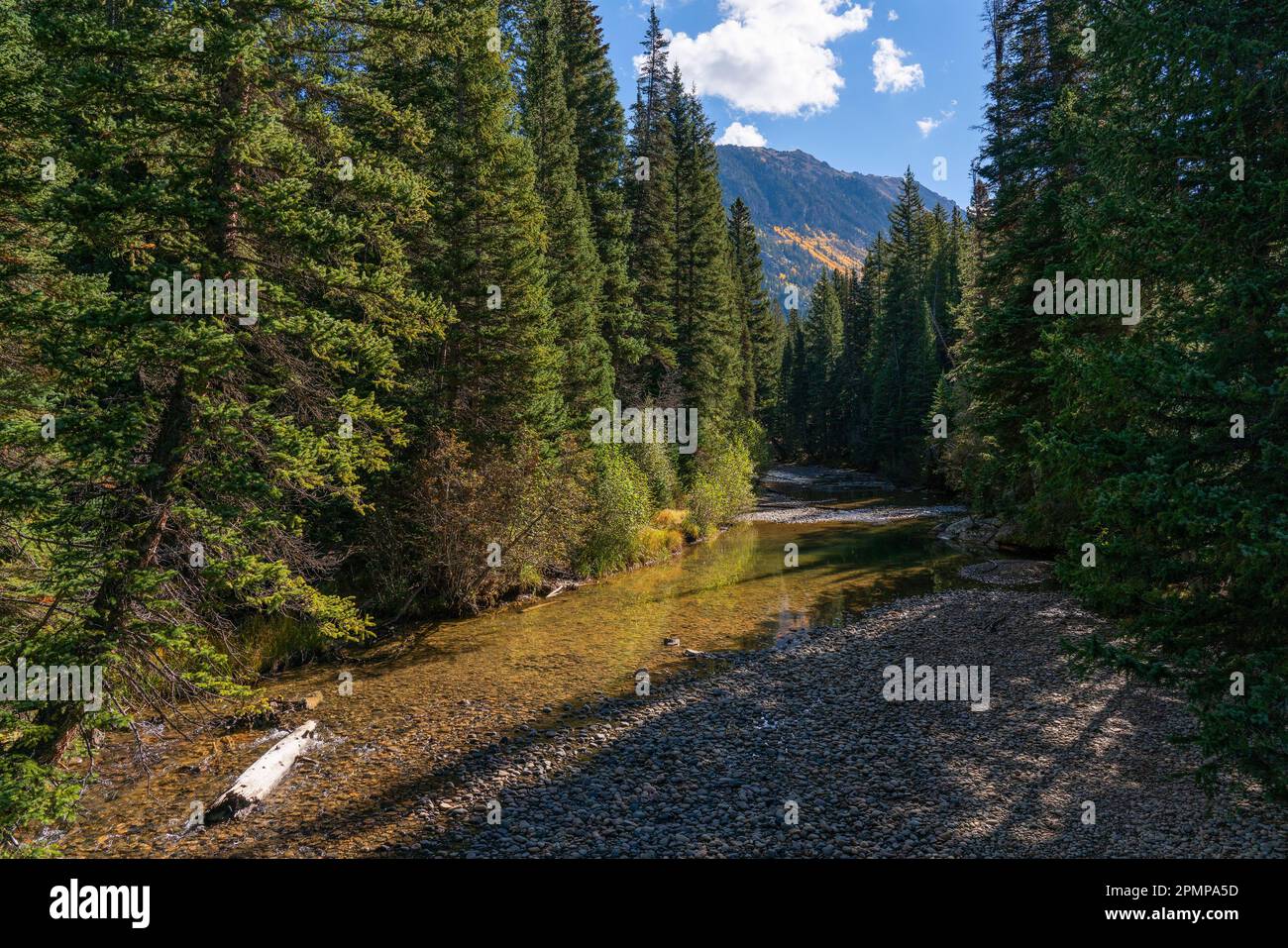 Stream running through the high forests of Colorado. The aspen trees ...