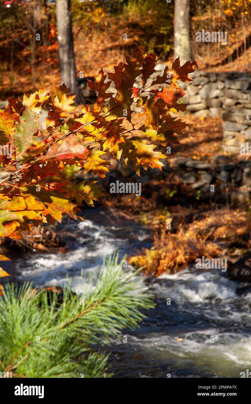 Autumn colors are on display in a variety of images Stock Photo - Alamy