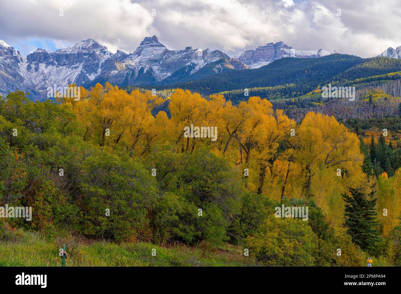 Vibrant autumn colours on display on a Colorado landscape. The aspen ...