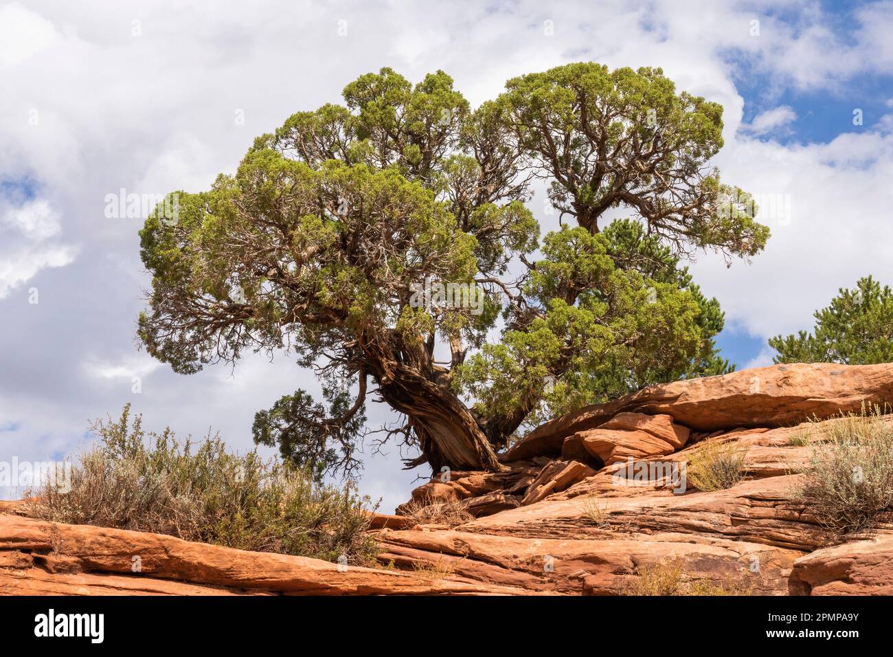 Trees and plants growing out of sandstone in Colorado National Monument ...