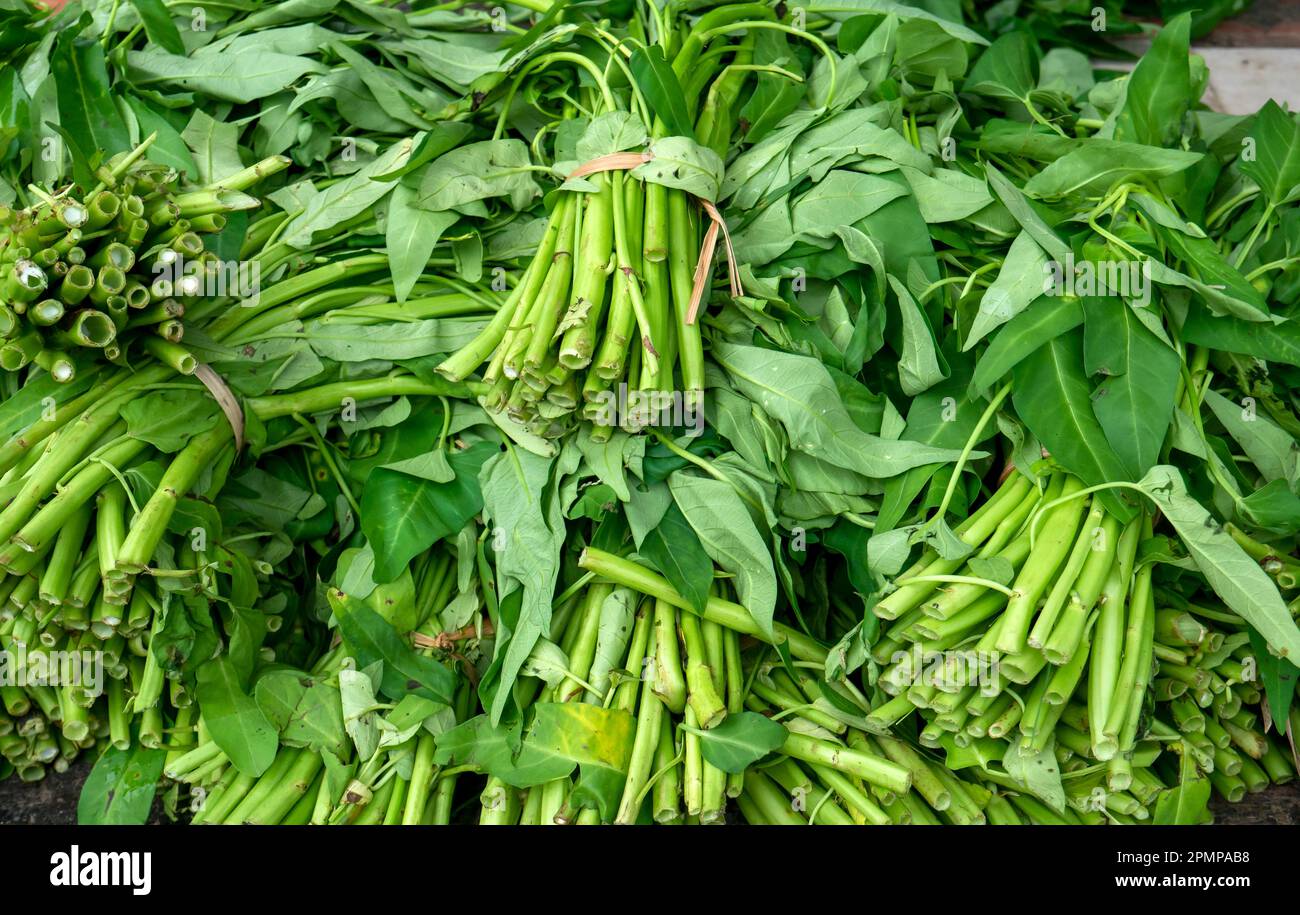 A pile of water spinach (Ipomoea aquatica), green leaves in vegetables ...
