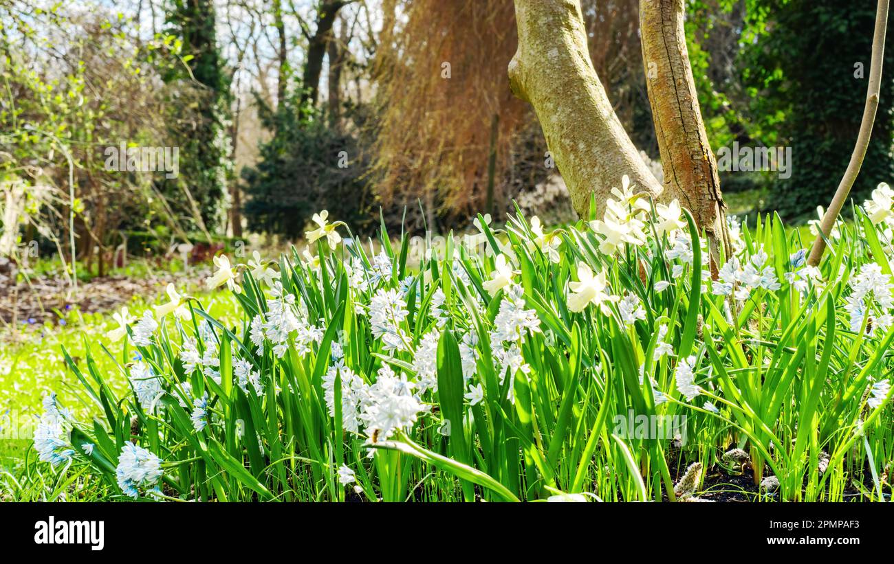 The first spring flowers grow in the garden under a tree. Daffodils ...