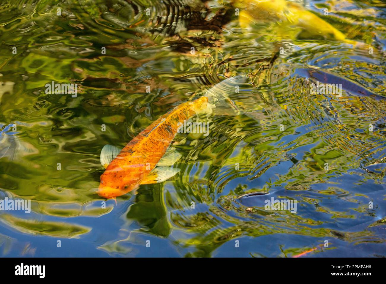 Stunningly beautiful Koi Carp and sunny woodland pond reflection ...