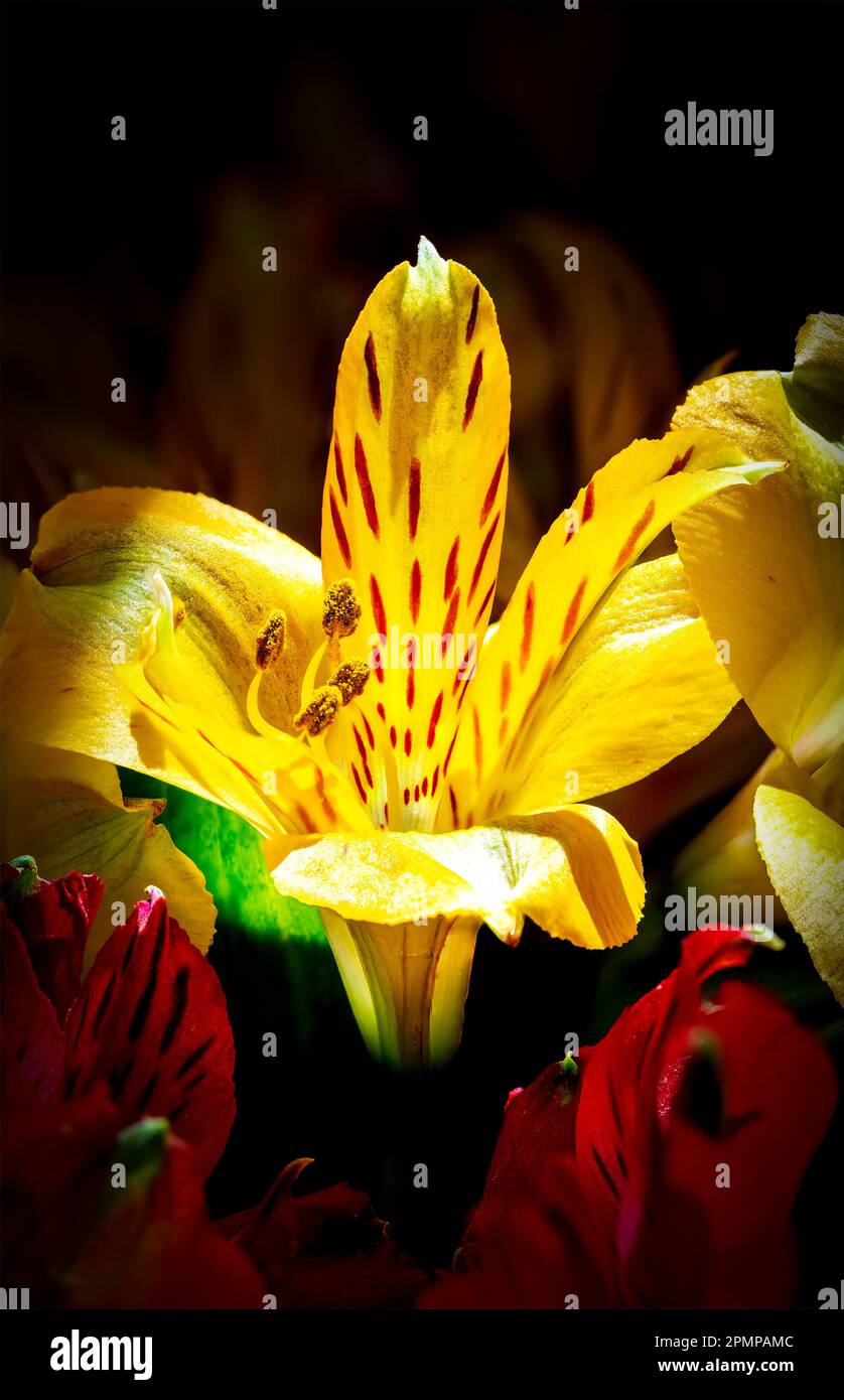 Dramatic photos of flowers hi-res stock photography and images - Alamy