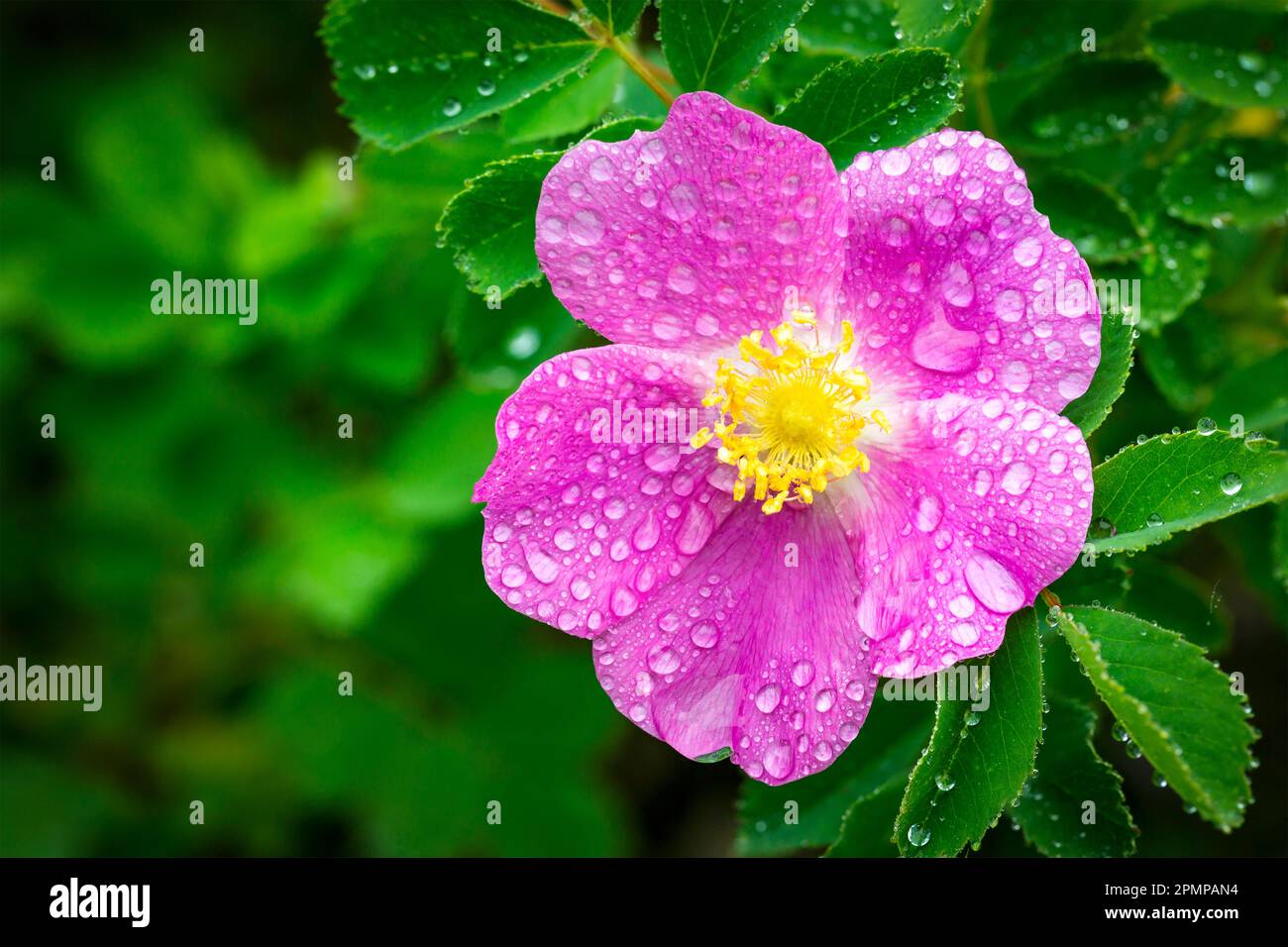 Wet pink roses hi-res stock photography and images - Alamy