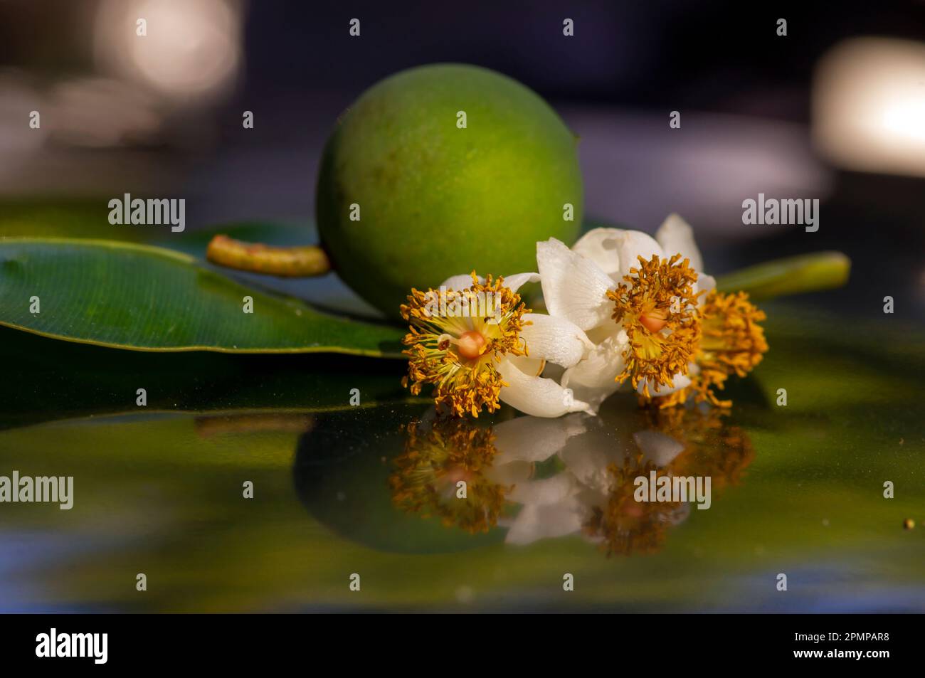Calophyllum inophyllum flower, fruit and green leaf, a large evergreen ...