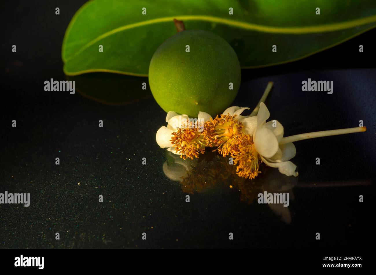 Calophyllum inophyllum flower, fruit and green leaf, a large evergreen ...