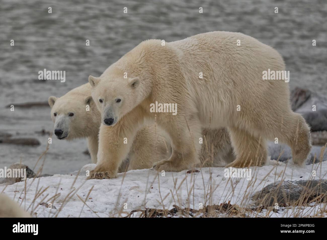 Hudson bay close up on hi-res stock photography and images - Alamy