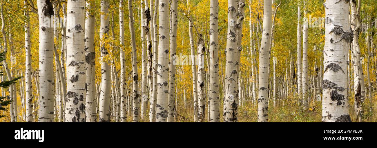 Panoramic of Aspen trees in autumn; Colorado, United States of America ...