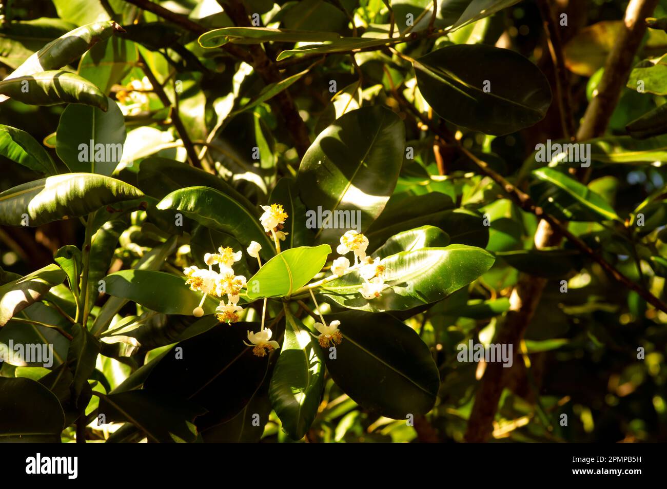 Calophyllum inophyllum flower, fruit and green leaf, a large evergreen ...