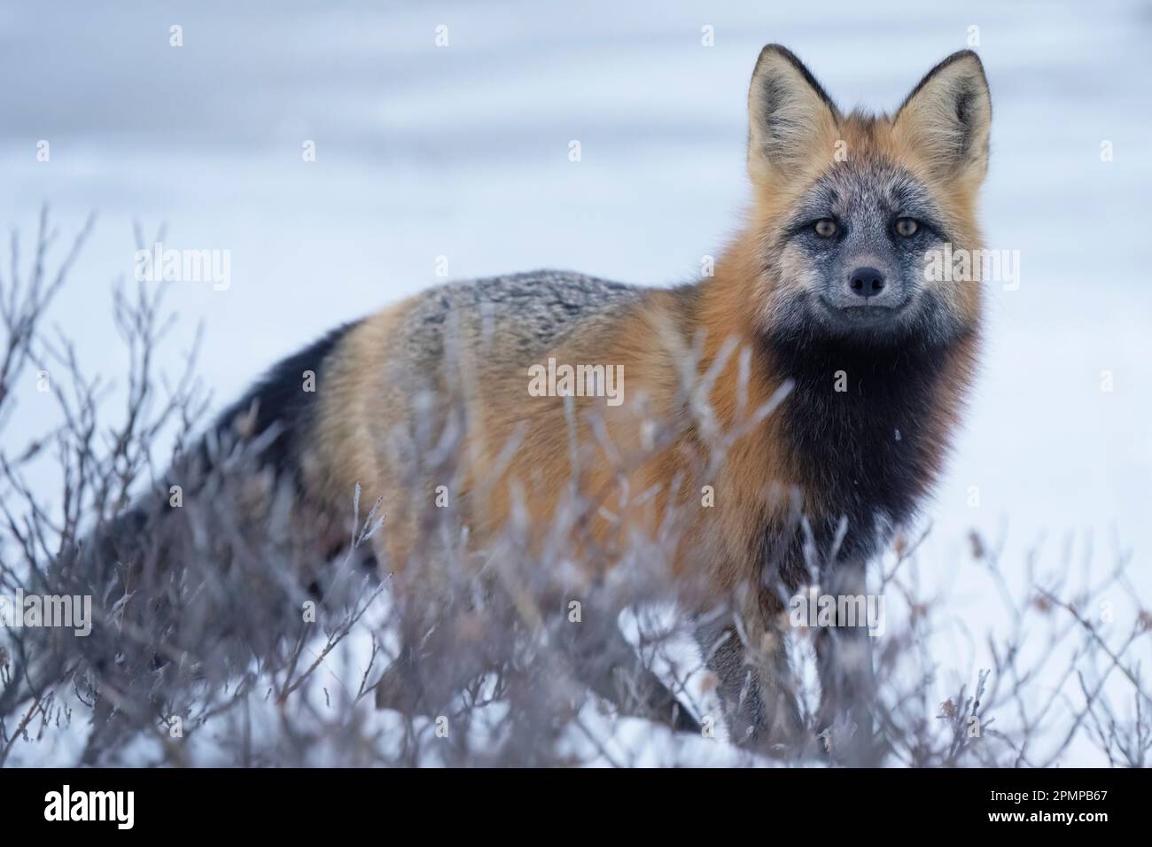 Red Fox (Vulpes vulpes) walking in the snow smiling at the camera ...