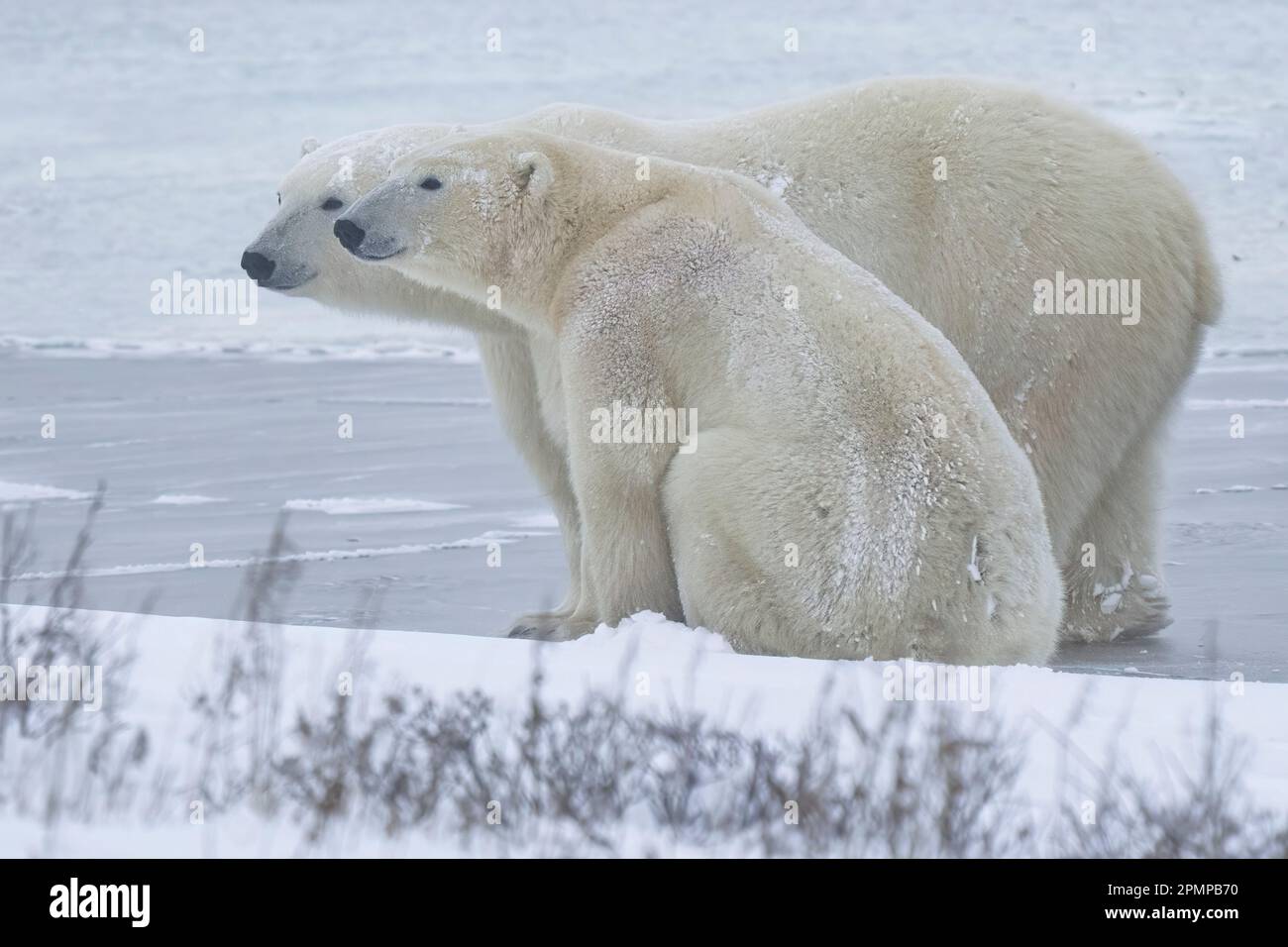 Polar bears (Ursus maritimus) on the coast of Hudson Bay; Churchill, Manitoba, Canada Stock ...