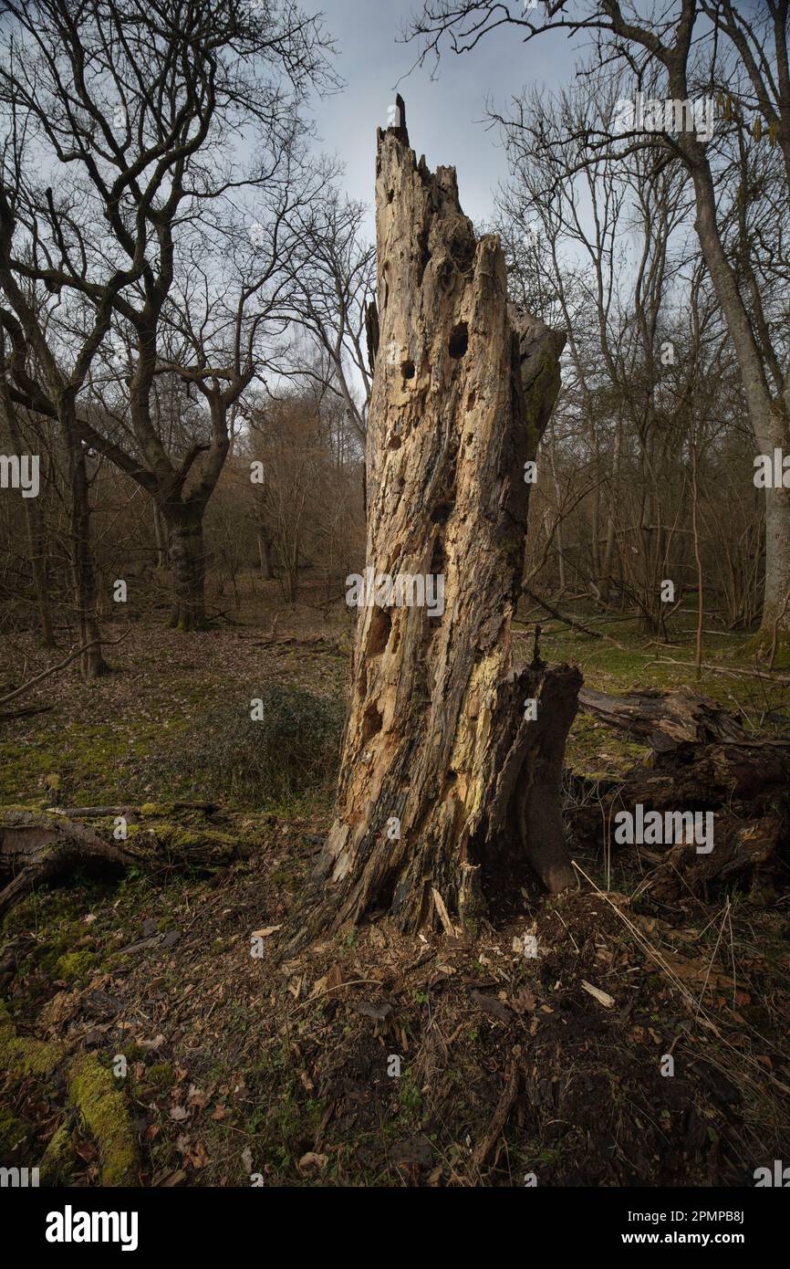 Natural patterns in nature as dying tree in winter woodland is ...