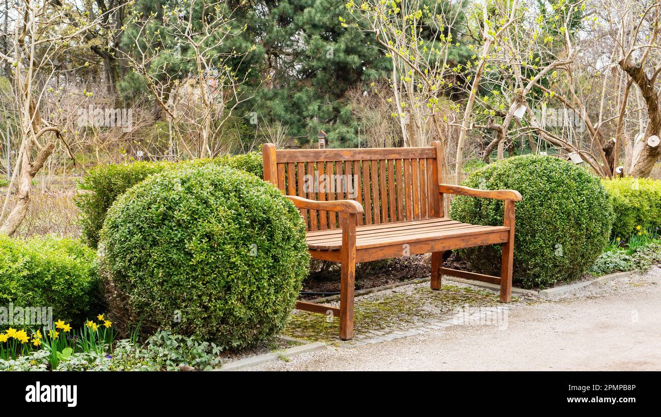 Wooden bench in the English garden close-up. Topiary haircut of boxwood ...