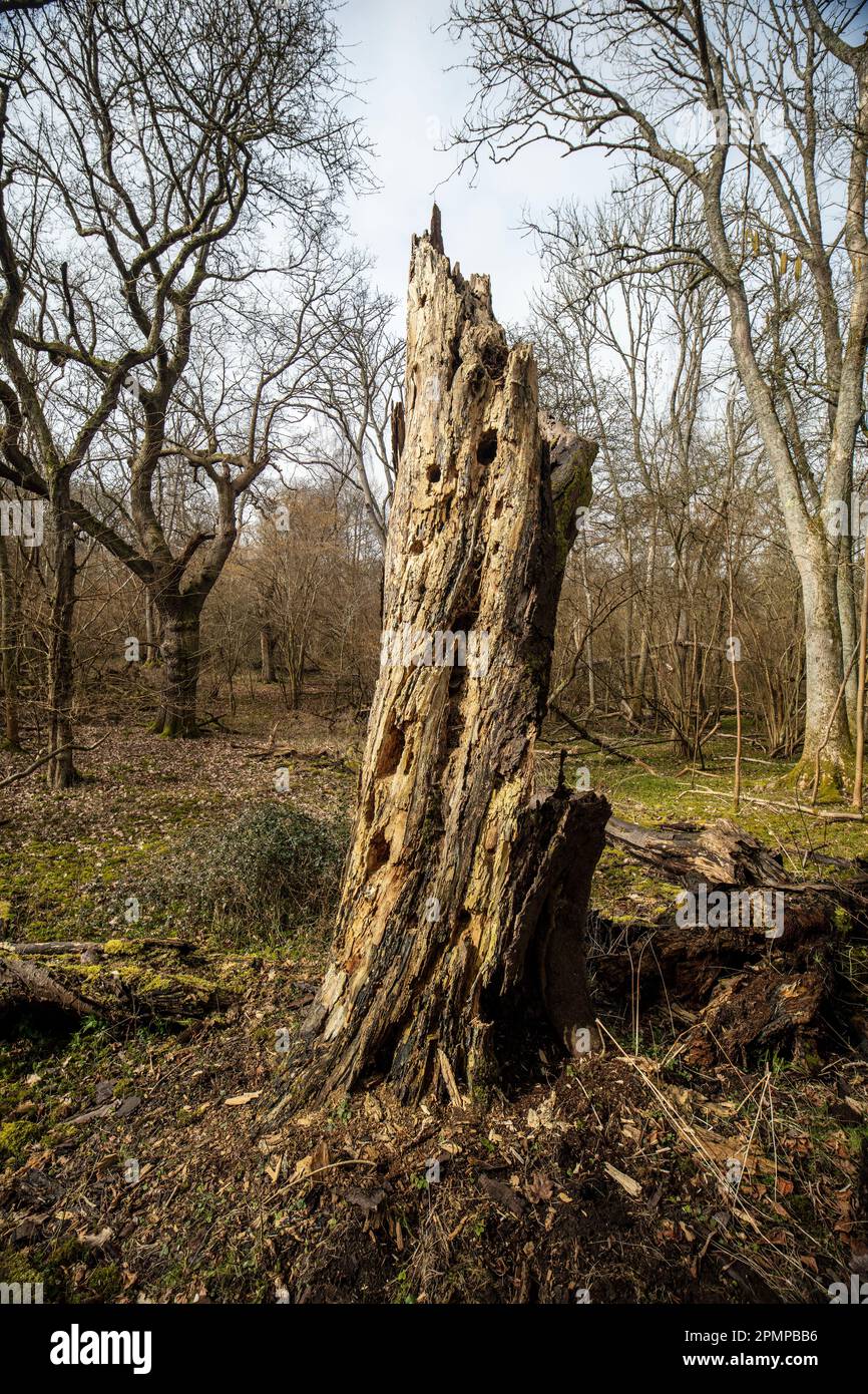Natural patterns in nature as dying tree in winter woodland is ...