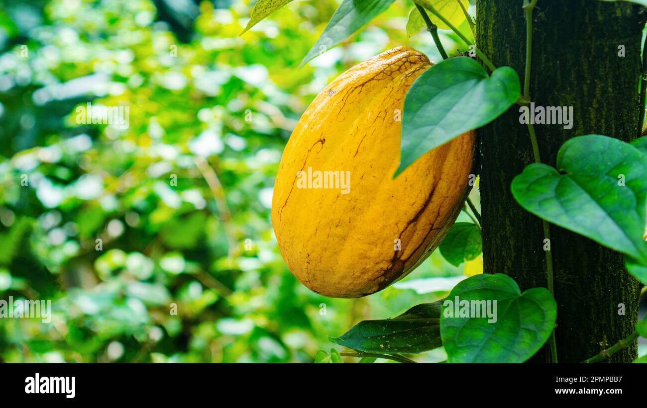 The fruit of the cocoa tree grows on the trunk in the wild. Close-up ...