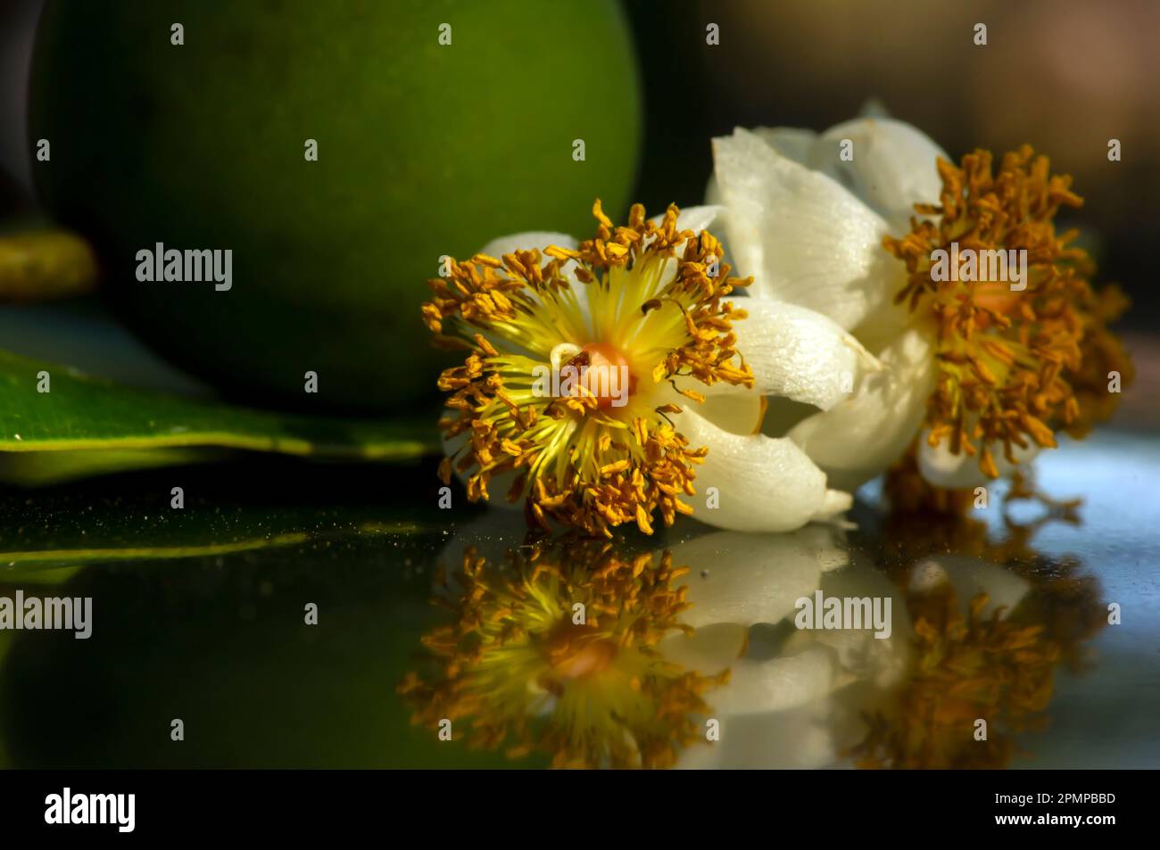 Calophyllum inophyllum flower, fruit and green leaf, a large evergreen ...
