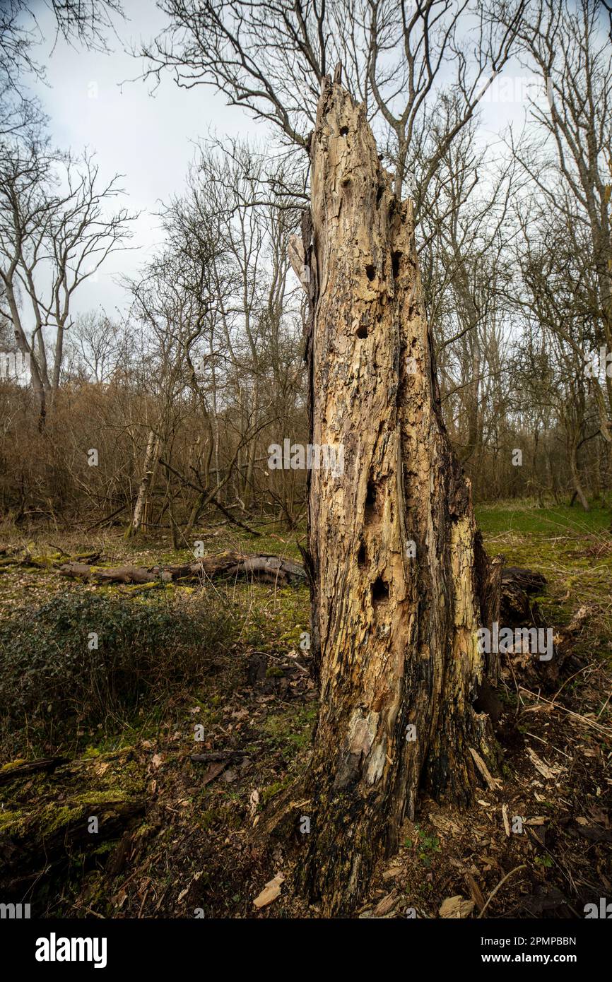 Natural patterns in nature as dying tree in winter woodland is ...