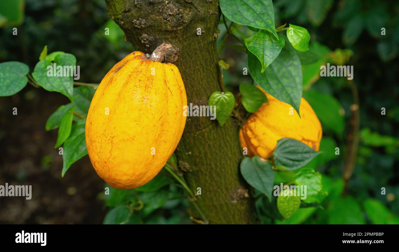 Raw ripe cocoa beans for chocolate production close up. The fruit of ...